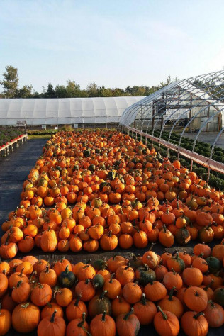 Fall Flowers and Vegetables | Hancock, ME | Simons Hancock Farms ...